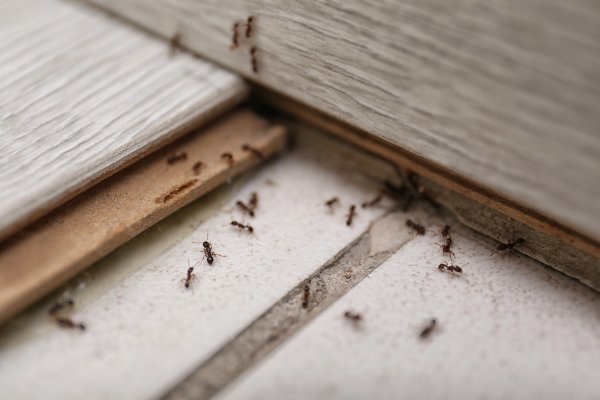 How to Get Rid of Ants In and Around the House (and Keep Them Away)