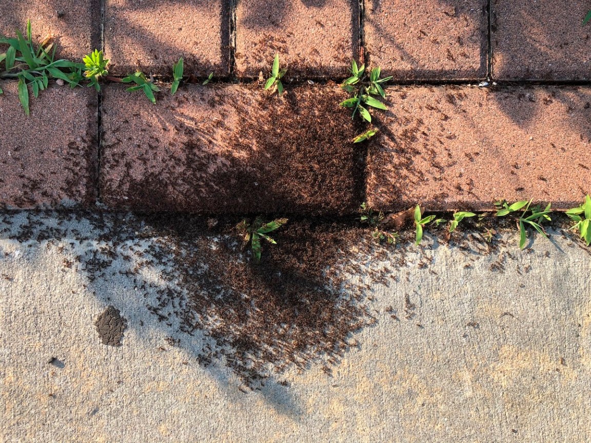How to Get Rid of Ants In and Around the House (and Keep Them Away)