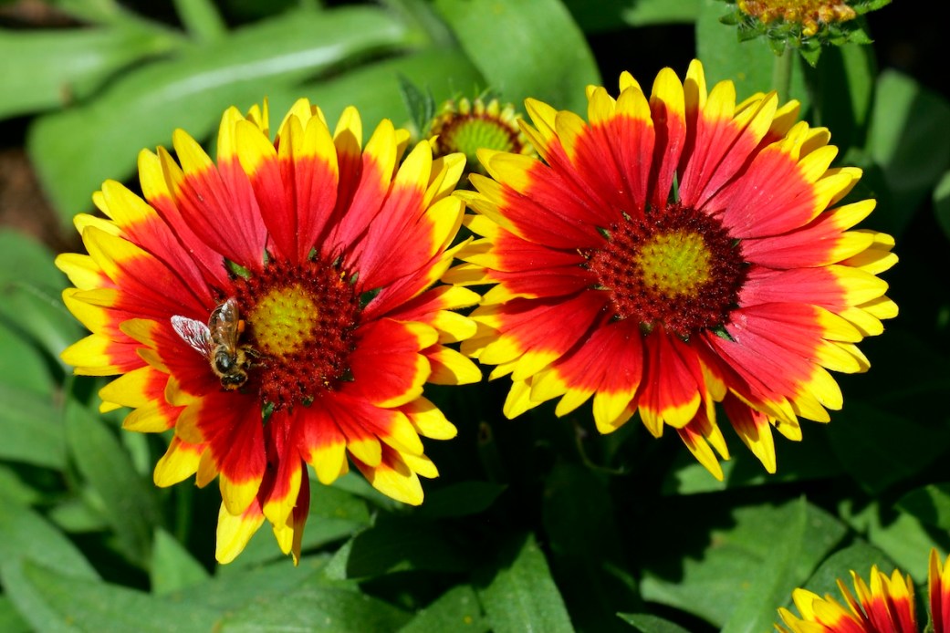 11 Perennial Flowers That Bloom From Spring to Fall