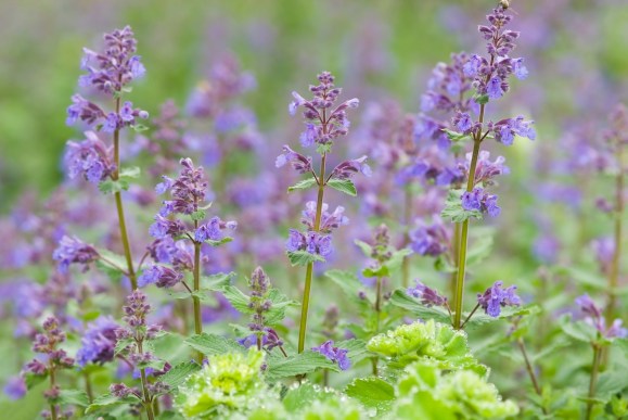 11 Perennial Flowers That Bloom From Spring to Fall
