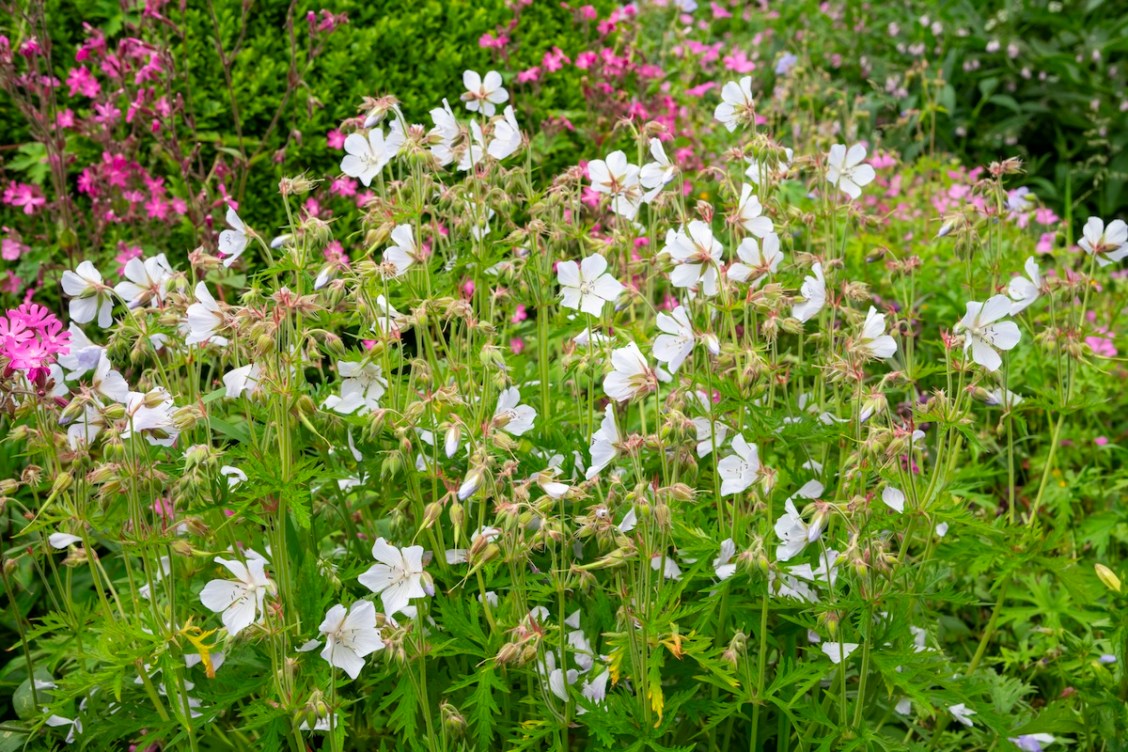 11 Perennial Flowers That Bloom From Spring to Fall