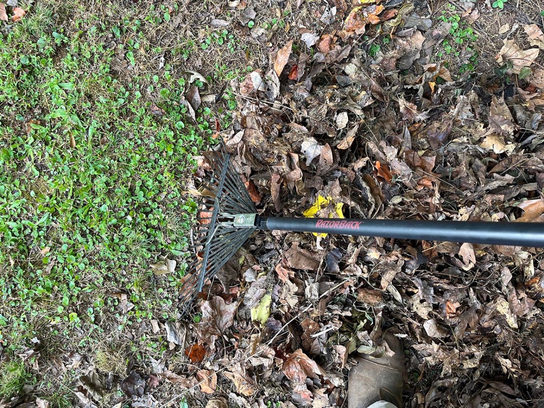 The Best Leaf Rake I've Ever Used: A Razor Back Rake Review