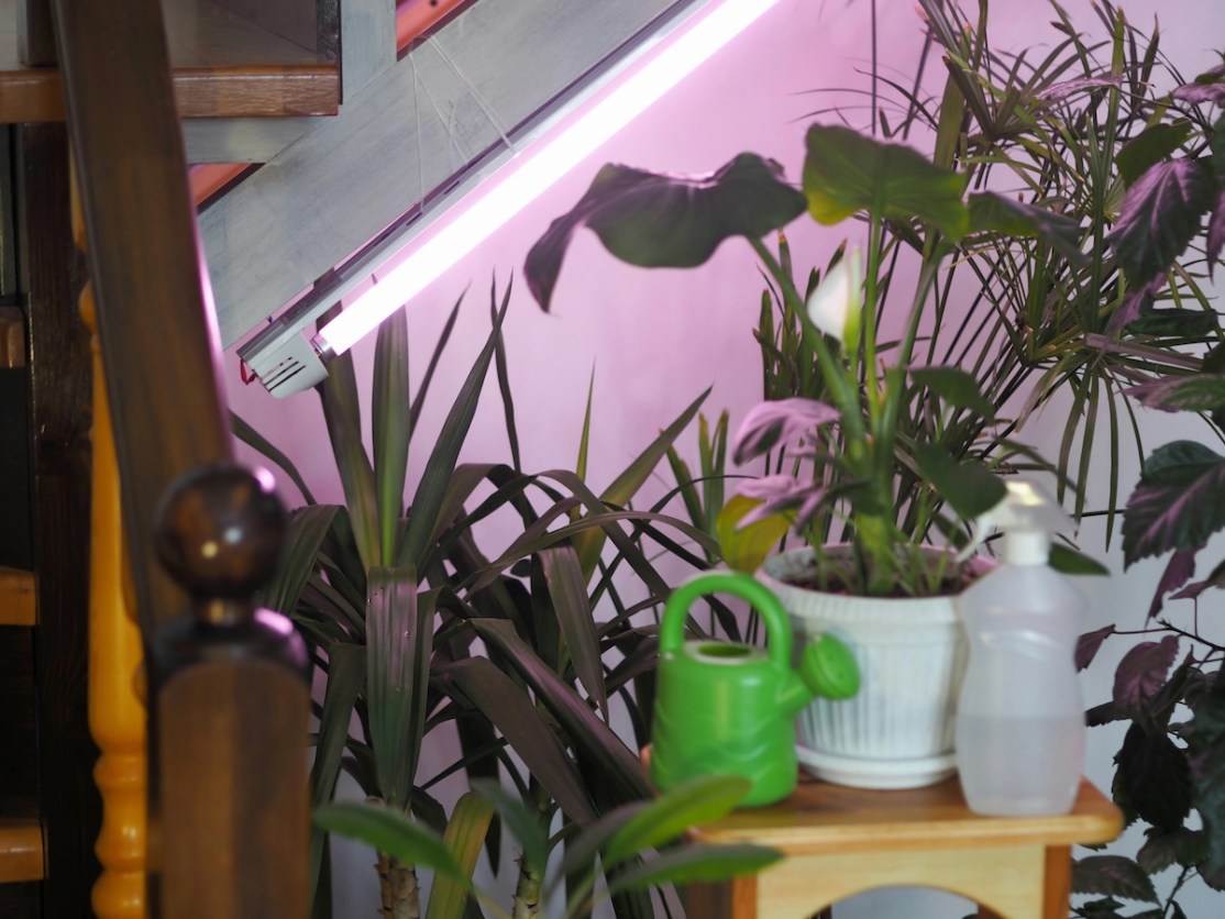 How I Overwinter My Tropical Plants Indoors