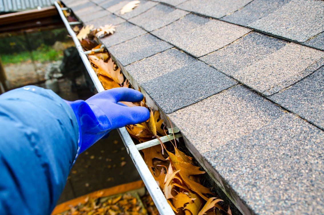 How to Keep Birds Out of Your Gutters—and Why It's a Must