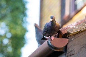 How to Keep Birds Out of Your Gutters—and Why It's a Must