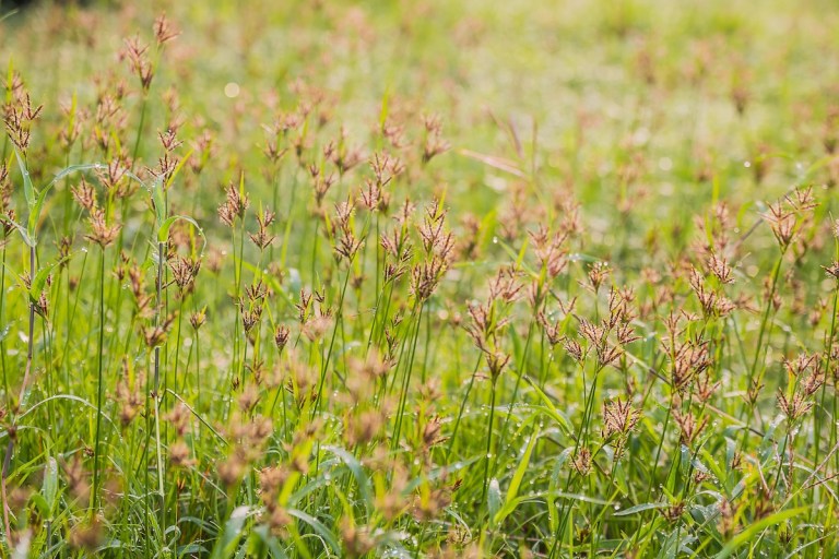 How to Get Rid of Nutsedge | Bob Vila
