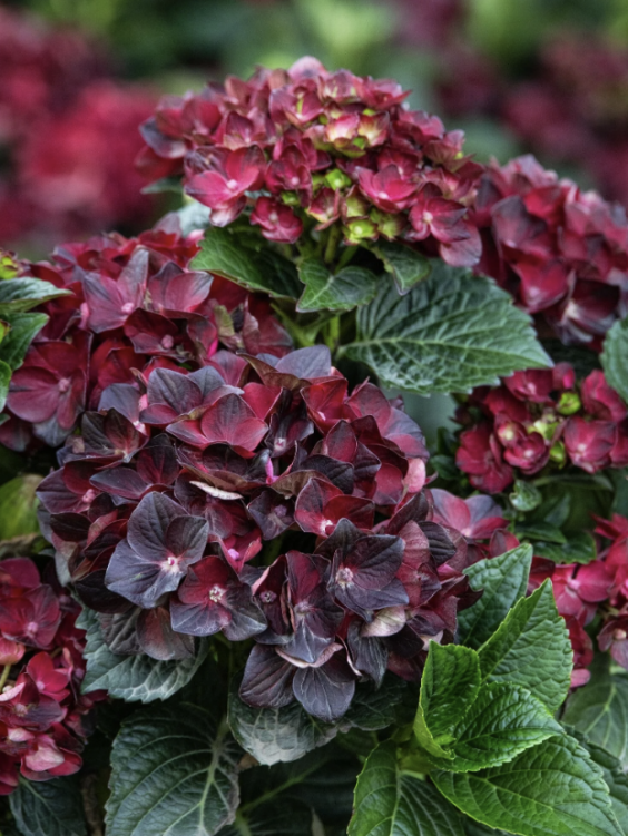 Amazing New Plants for 2026 and Where to Find Them