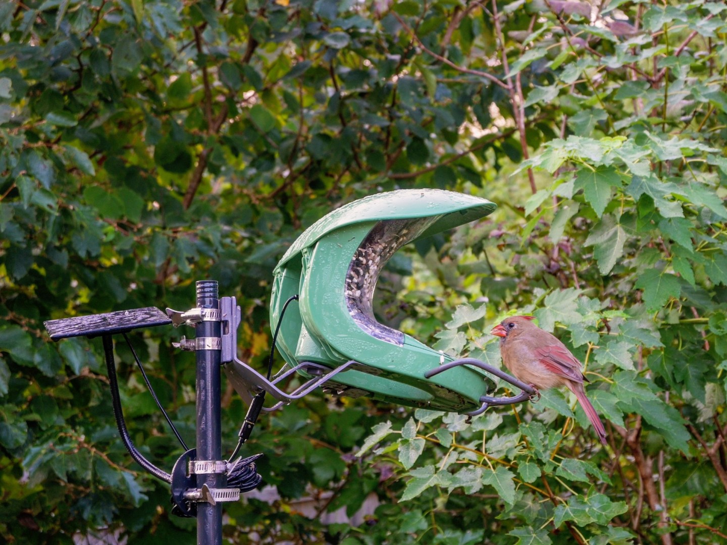 Birdfy Feeder 2 Duo Review: Dual Cameras Capture Every Bird