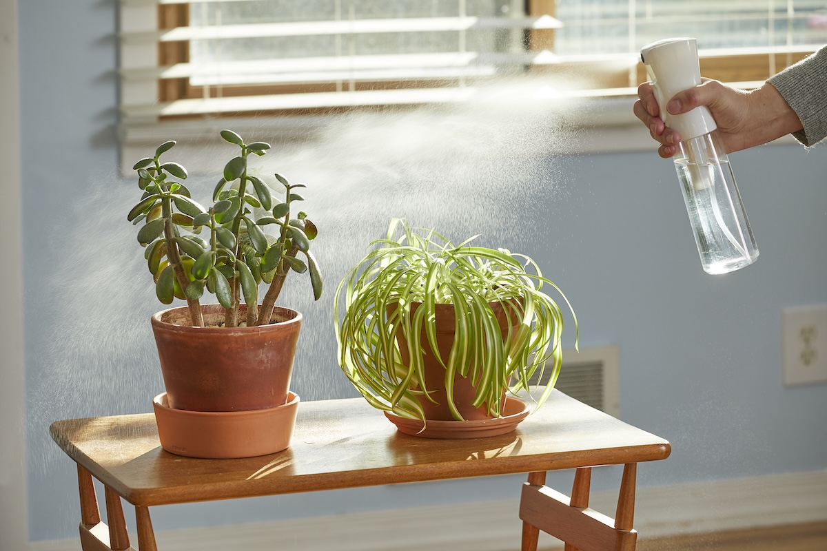 10 Things You Can Do to Help Your Houseplants Survive the Winter - Bob Vila