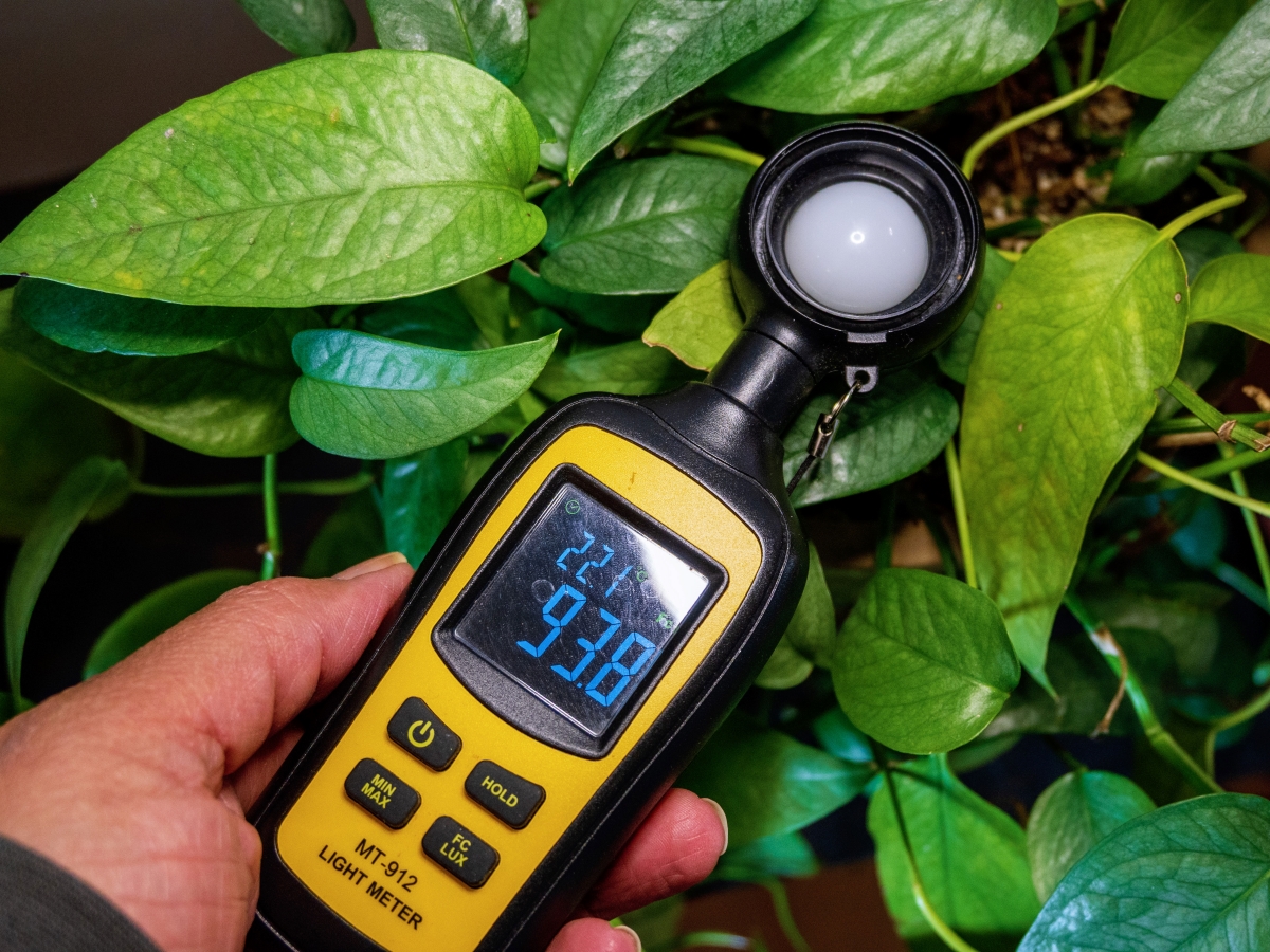 Why I was Failing at Indoor Plants (and How I Found a Solution)
