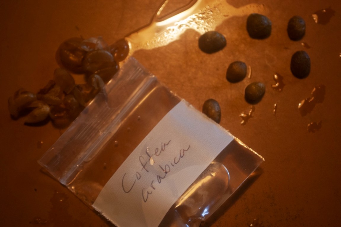 4 Genius Ways to Germinate Stubborn Seeds This Spring