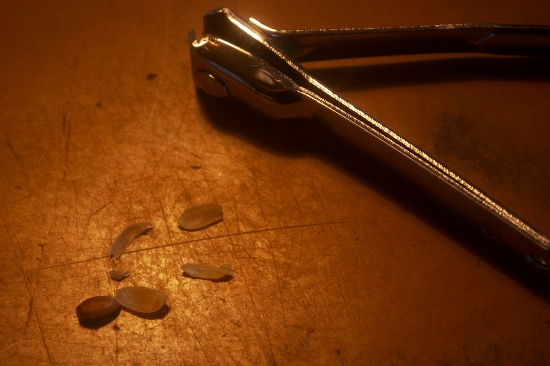 4 Genius Ways to Germinate Stubborn Seeds This Spring