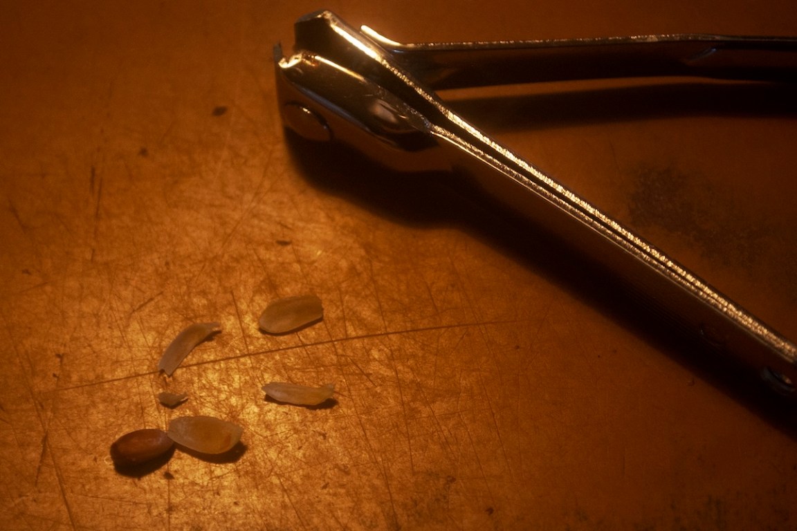 4 Genius Ways to Germinate Stubborn Seeds This Spring