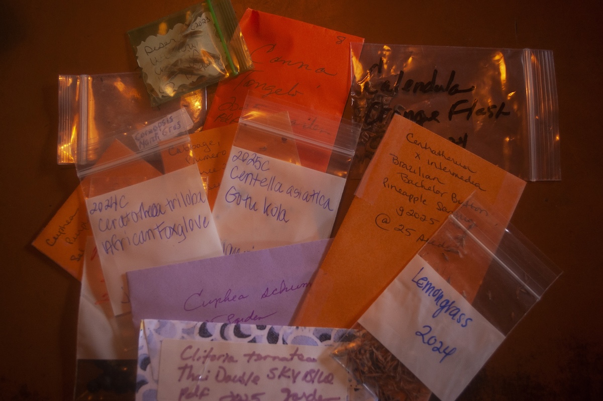 Seasoned Gardener Shares Secrets for Starting Seeds Indoors On the Cheap