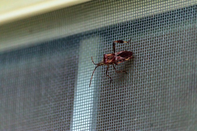 Experts Say We're In for a Banner Year of Bugs