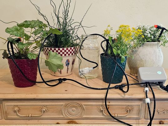 The Best Automatic Plant Waterers of 2026, Tested and Reviewed