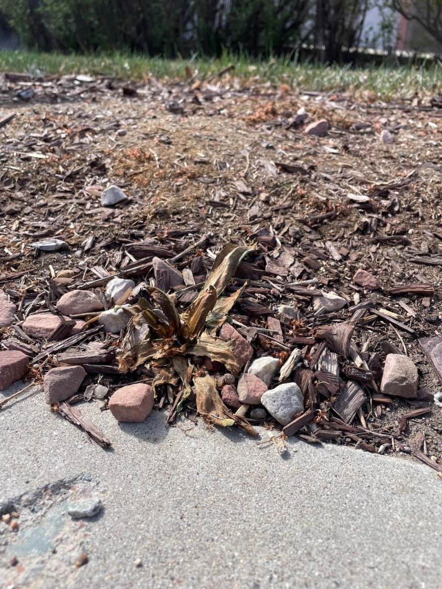 The Best Weed Killers for Gravel, Tested and Reviewed