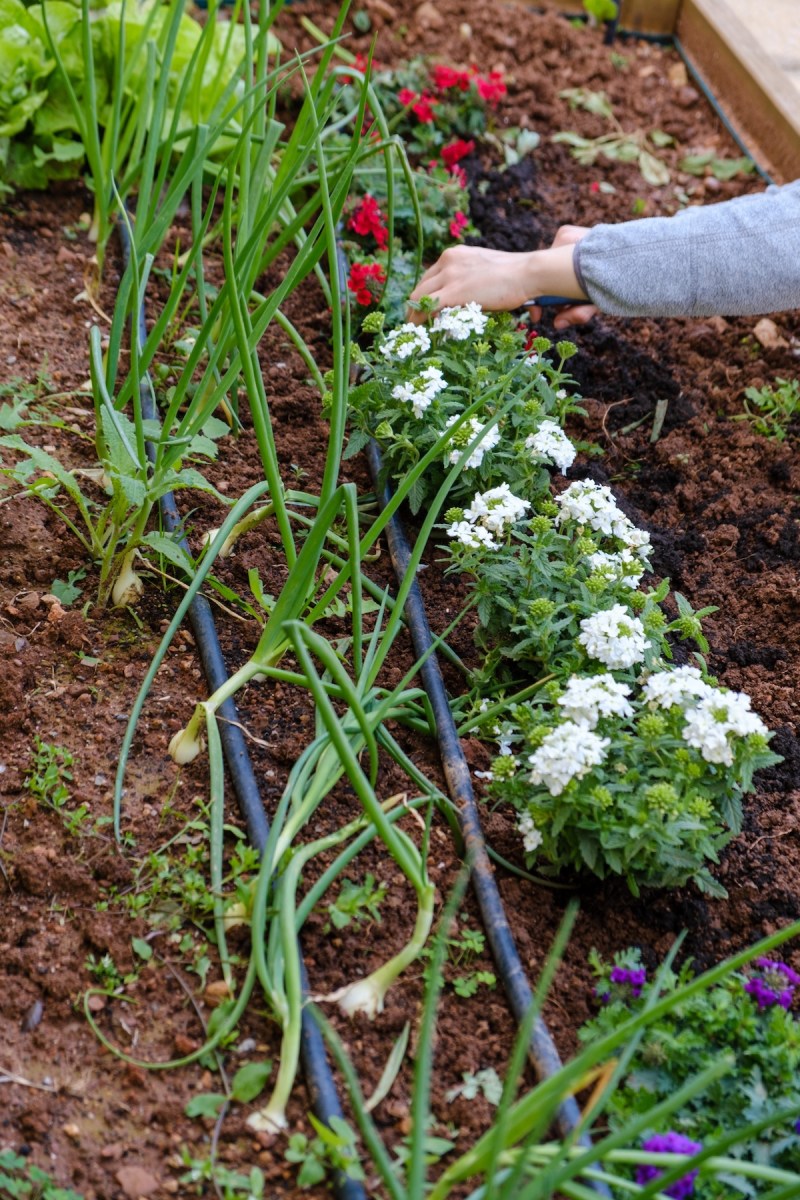 How I Installed a DIY Drip Irrigation System and Protected It From ...