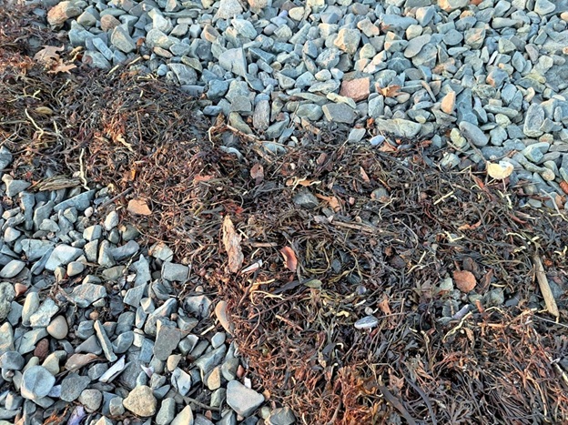 The Free Coastal Gardening Trick I Wish I'd Tried Sooner