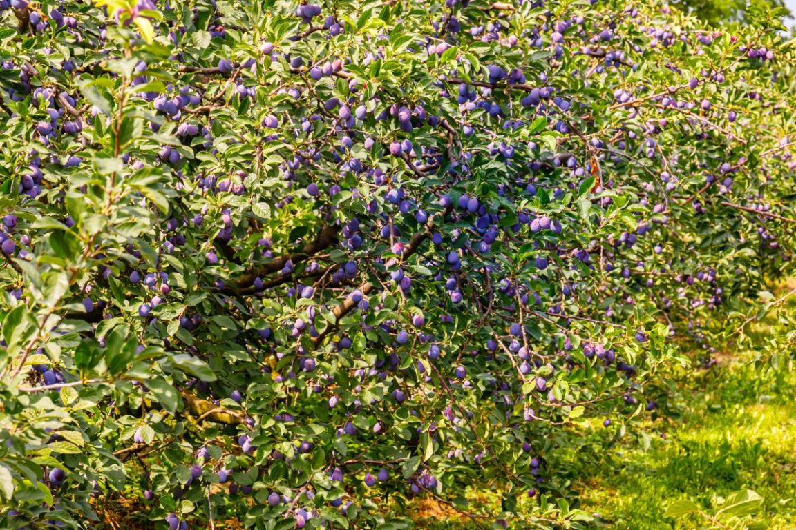 Want Homegrown Fruit Without the Hassle? These 5 Trees Deliver
